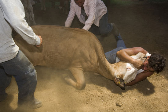 Cow Being Wrestled Ground By Cowboys Editorial Stock Photo - Stock ...