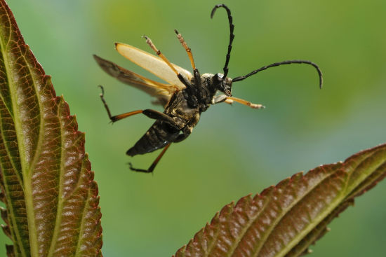 Longhorn Beetle Leptura Rubra Editorial Stock Photo - Stock Image ...
