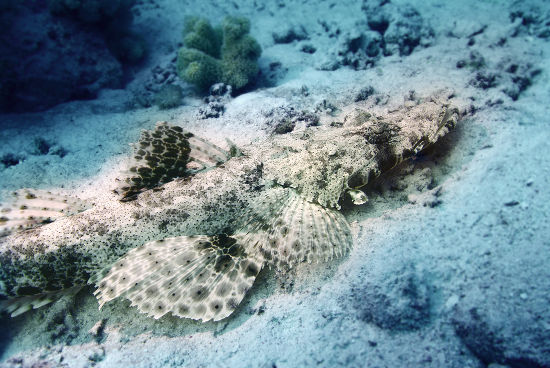 Spotted Flathead Papilloculiceps Red Sea Egypt Editorial Stock Photo ...