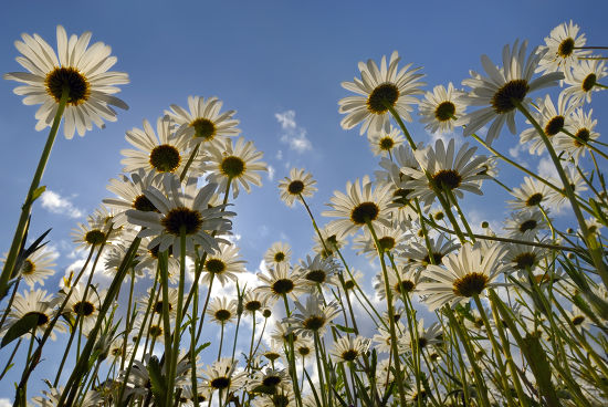 Meadow Oxeye Daisies Leucanthemum Vulgare Worms Editorial Stock Photo ...
