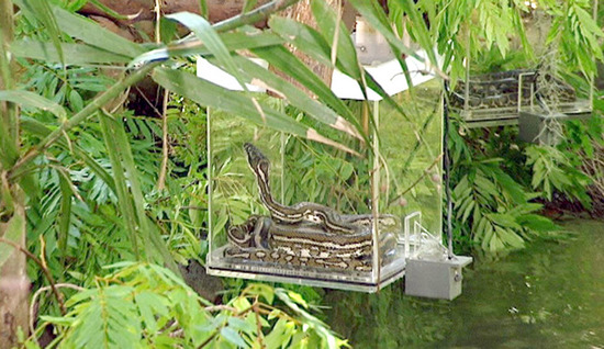 Box Snakes Editorial Stock Photo - Stock Image | Shutterstock