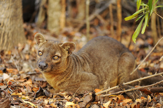 Fossa Cryptoprocta Ferox Sitting Dry Forest Editorial Stock Photo ...