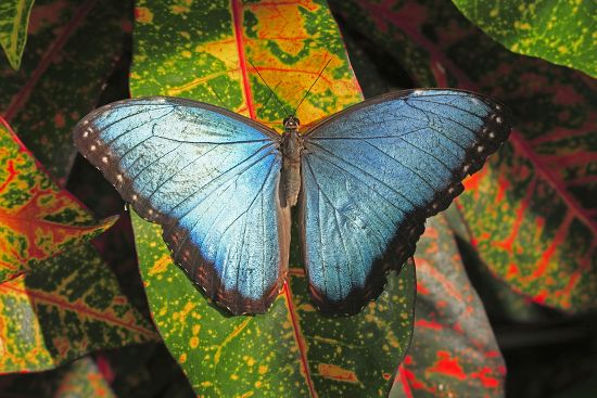 Blue Morpho Butterfly Morpho Anaxibia Imago Editorial Stock Photo ...