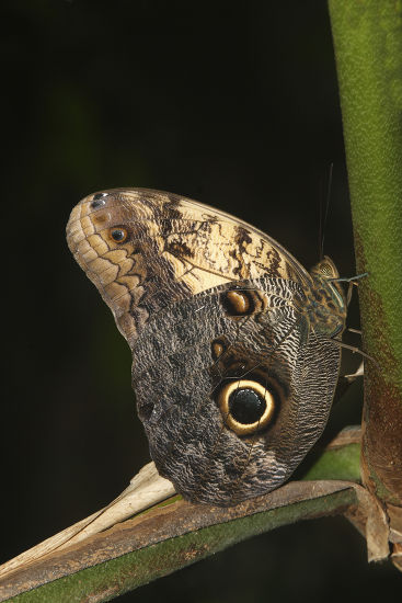 Tropical Butterfly Owl Eye Caligo Eurilochus Editorial Stock Photo ...