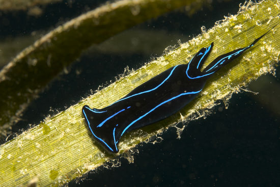 Yretail Head Shield Slug Chelidonura Varians Editorial Stock Photo ...