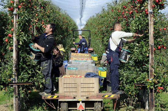 Apples Being Picked Peake Fruit Editorial Stock Photo - Stock Image ...