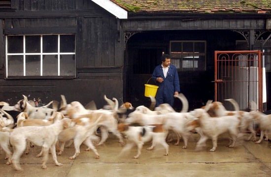 Foxhounds Hursley Hambledon Hunt Hunt Kennels Editorial Stock Photo ...