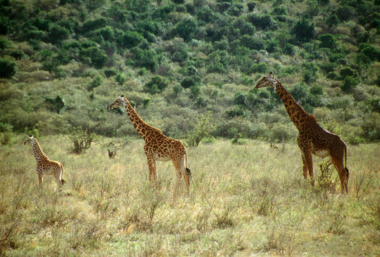 Common Giraffes Masai Mara National Reserve Editorial Stock Photo ...