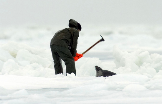 Canadas Annual Seal Hunt Begins On Editorial Stock Photo - Stock Image ...
