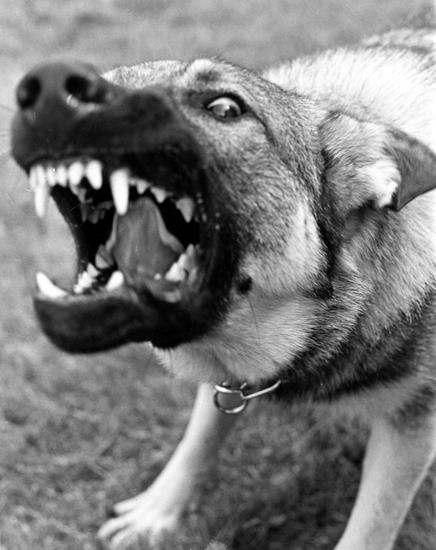 Police Dog Shows His Fangs Dog Editorial Stock Photo - Stock Image ...