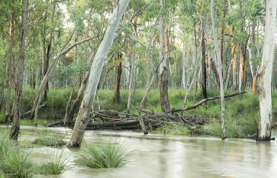Wilkie Creek Tributary Condamine River Flows Editorial Stock Photo ...