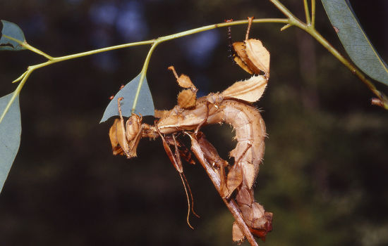 Spiny Leaf Insects Extatosoma Tiaratum Mating Editorial Stock Photo ...