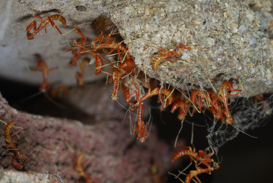 Praying Mantis Fam Mantidae Nymphs Canberra Editorial Stock Photo ...