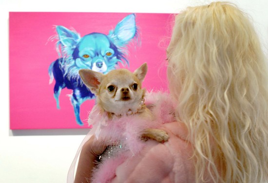 Chihuahua Daisy May Owner Heather Caraballo Editorial Stock Photo ...