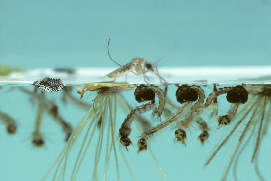 Common Banded Mosquito Culex Annulirostris All Editorial Stock Photo ...