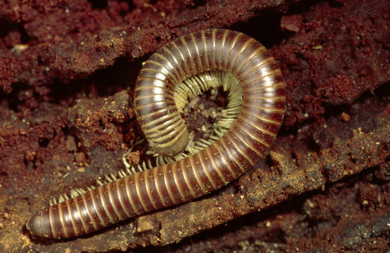 Millipede Class Diplopoda On Moss New Editorial Stock Photo - Stock ...