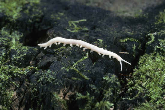 Peripatus Velvet Worm Phylum Onychophora Inhabits Editorial Stock Photo ...