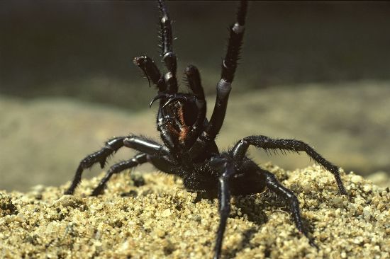 Sydney Funnelweb Spider Atrax Robustus Defence Editorial Stock Photo ...