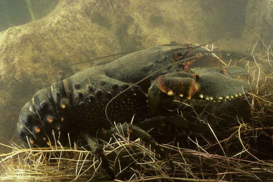 Spiny Crayfish Euastacus Spinifera Sydney New Editorial Stock Photo ...