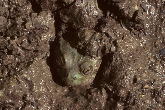 Waterholding Frog Cyclorana Platycephala Burrowing Down Editorial Stock ...