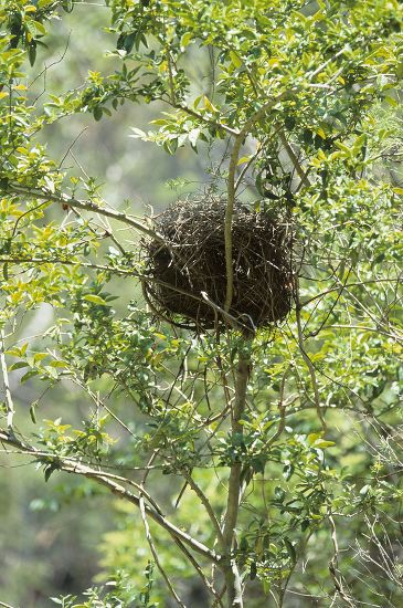 Common Ringtail Possum Pseudocheirus Peregrinus Drey Editorial Stock ...