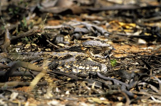 Spotted Nightjar Eurostopodus Argus Incubating Single Editorial Stock ...