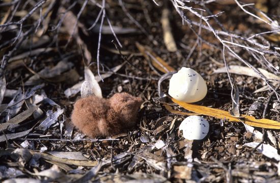 Spotted Nightjar Eurostopodus Argus Newly Hatched Editorial Stock Photo ...