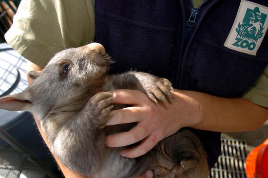 Melbourne Zoos Native Mammals Keepers Delighted Editorial Stock Photo ...
