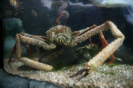 Giant Box Crab Only Seventh Recorded Editorial Stock Photo - Stock ...