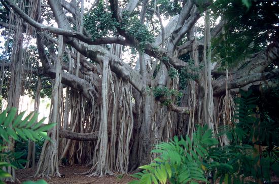 Tree Roots Creepers Melbourne Australia Editorial Stock Photo - Stock ...