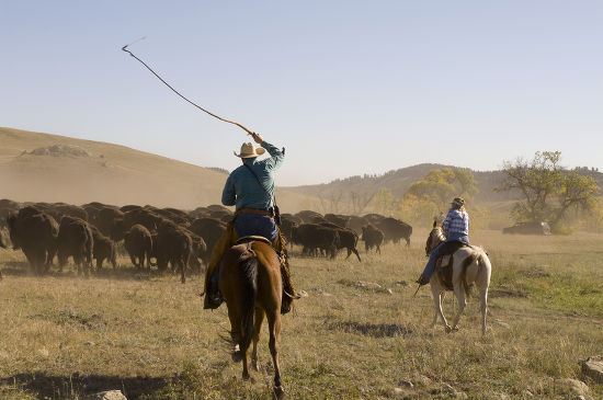 Cowboys Pushing Herd Bison Roundup Custer Editorial Stock Photo - Stock ...
