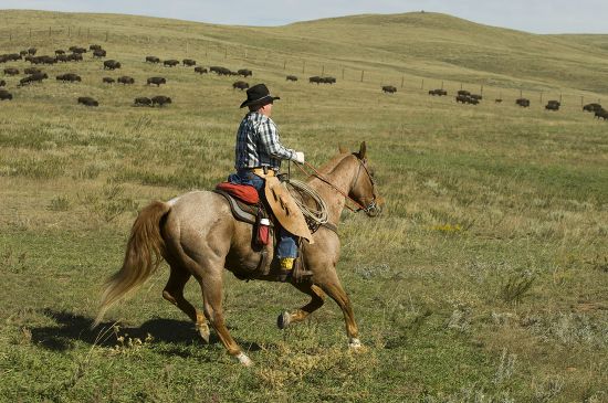 Cowboy Bison Roundup Custer State Park Editorial Stock Photo - Stock ...