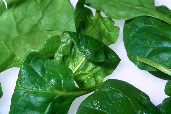 Organically Grown Baby Spinach Leaves Editorial Stock Photo - Stock ...