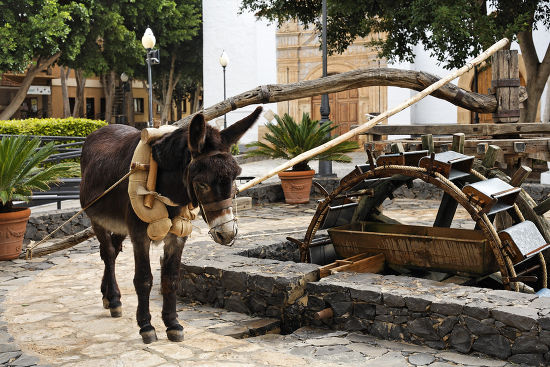 Water Wheel Donkey Pajara Fuerteventura Canary Editorial Stock Photo ...