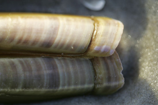 Sword Razor Ensis Ensis On Beach Editorial Stock Photo - Stock Image ...