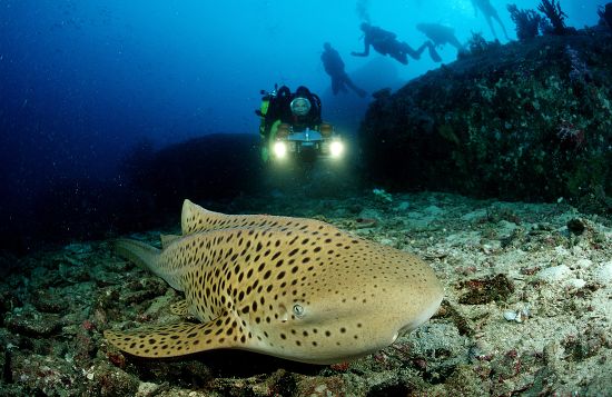 Model Released Leopard Shark Scuba Diver Editorial Stock Photo - Stock ...