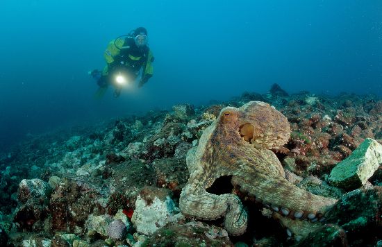Model Released Octopus Scuba Diver Octopus Editorial Stock Photo ...