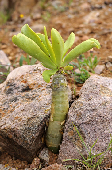 Young Plant Botterboom Butter Tree Tylecodon Editorial Stock Photo ...