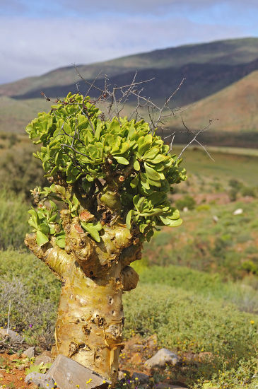 Botterboom Butter Tree Tylecodon Paniculatus Richtersveld Editorial ...