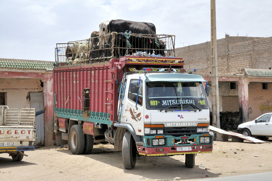 Cattle Carrier Cows Sheep On Roof Editorial Stock Photo - Stock Image ...