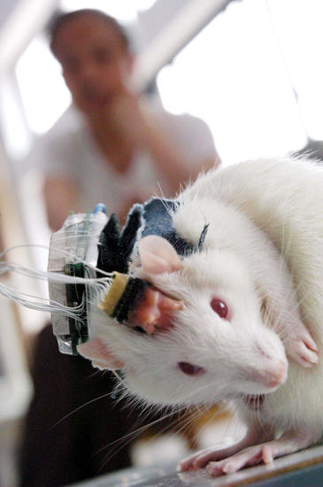 White Mouse Microelectrode On Head Subject Editorial Stock Photo ...