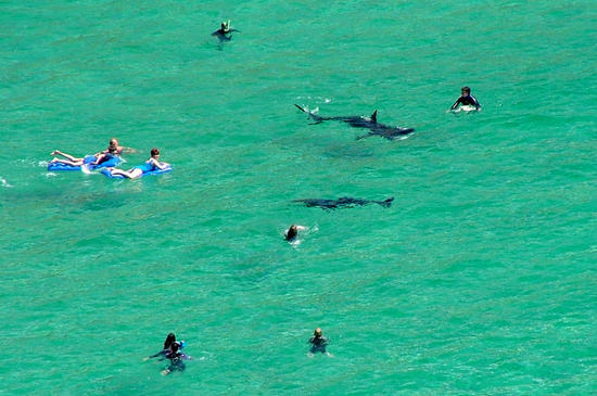 Bathers Swimming Basking Shark Baby Editorial Stock Photo - Stock Image ...