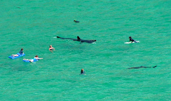 Bathers Swimming Basking Shark Baby Editorial Stock Photo - Stock Image ...