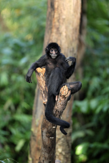 Peruvian Spider Monkey Ateles Chamek Adult Editorial Stock Photo ...