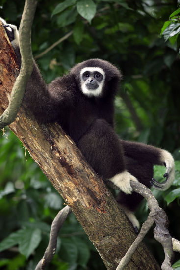 Lar Gibbon Whitehanded Gibbon Hylobates Lar Editorial Stock Photo ...