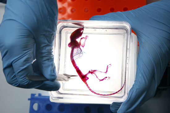 Skeletal Preparation Mouse Mus Musculus Centre Editorial Stock Photo ...
