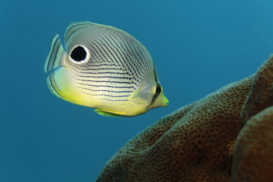 Foureyed Butterflyfish Chaetodon Capistratus Feeding On Editorial Stock ...