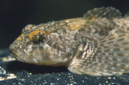 European Bullhead Cottus Gobio Kastenreith Upper Editorial Stock Photo ...