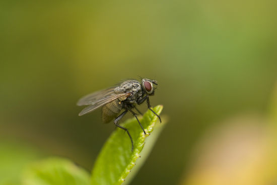 Stable Fly Biting House Fly Dog Editorial Stock Photo - Stock Image ...
