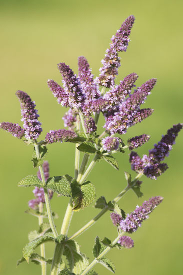 Garden Mint Mentha Sp Flowering Garden Editorial Stock Photo - Stock ...